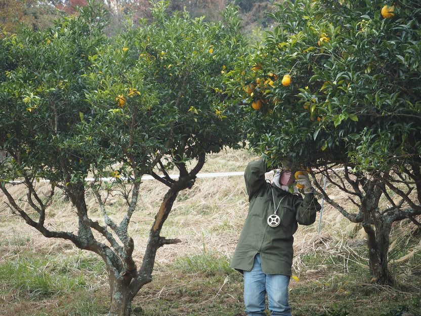 YUZUCO | Premium, Cold-Pressed Japanese Yuzu Juice | Bottled in CA