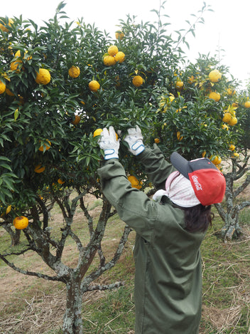 YUZUCO | Premium, Cold-Pressed Japanese Yuzu Juice | Bottled in CA