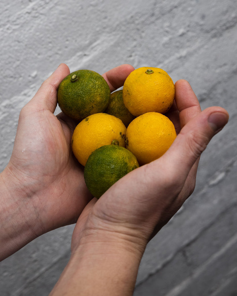 YUZU 101 – YUZUCO
