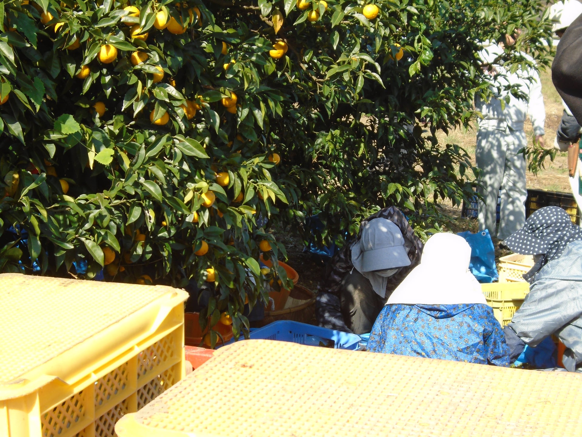 YUZUCO | Premium, Cold-Pressed Japanese Yuzu Juice | Bottled in CA