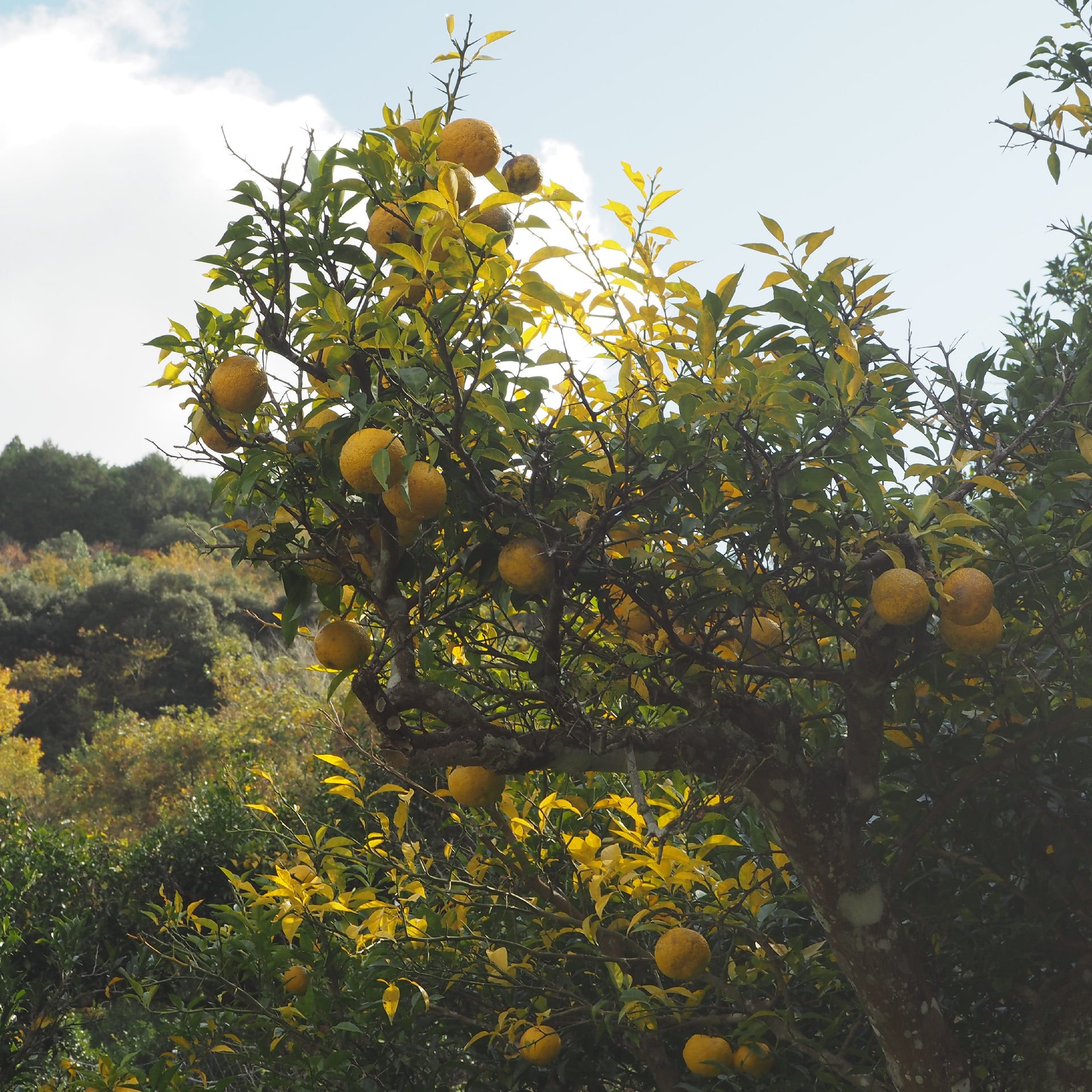 YUZUCO 100% Yuzu Juice, 8oz